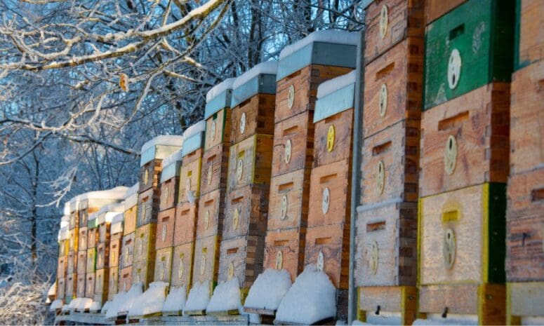 Everything To Know About What Happens to Bugs in the Winter